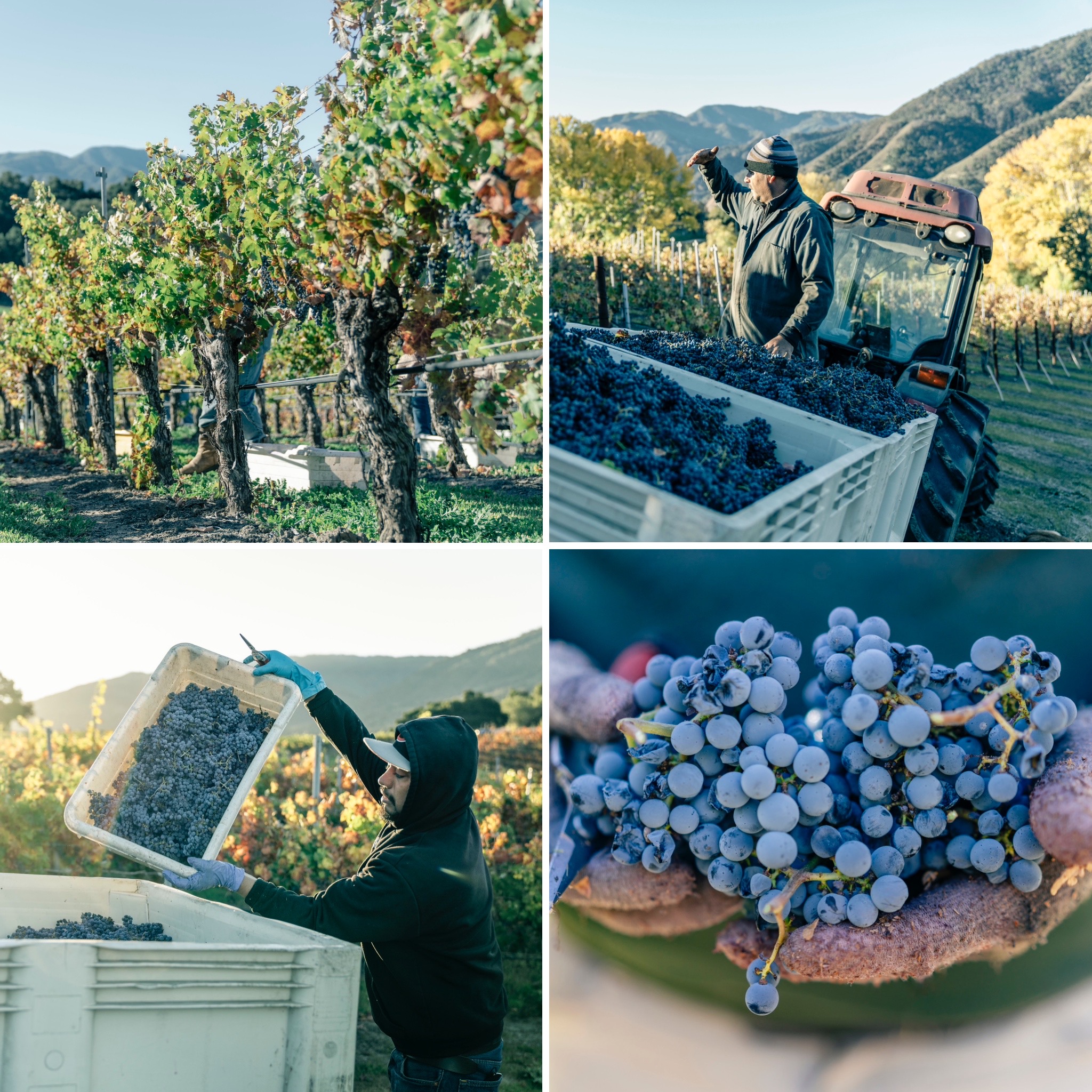 Bernardus Wines – Monterey’s Dutch-Rooted Gem - Dutch Wine Apprentice