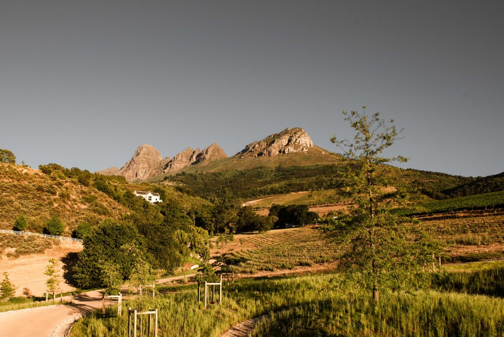 Taaibosch and Cabernet Franc: A Helderberg Renaissance - Dutch Wine ...
