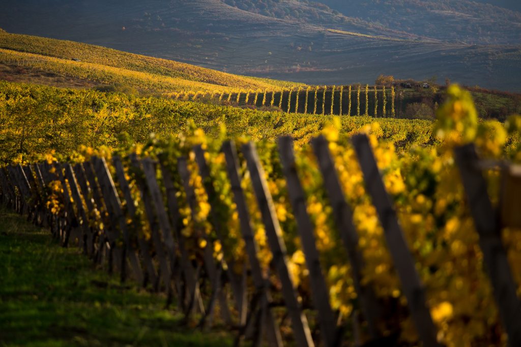 Oremus Tokaj Explained: Furmint, Terroir and Time - Dutch Wine Apprentice